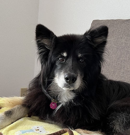 2月きさらぎ: ワンコ生活